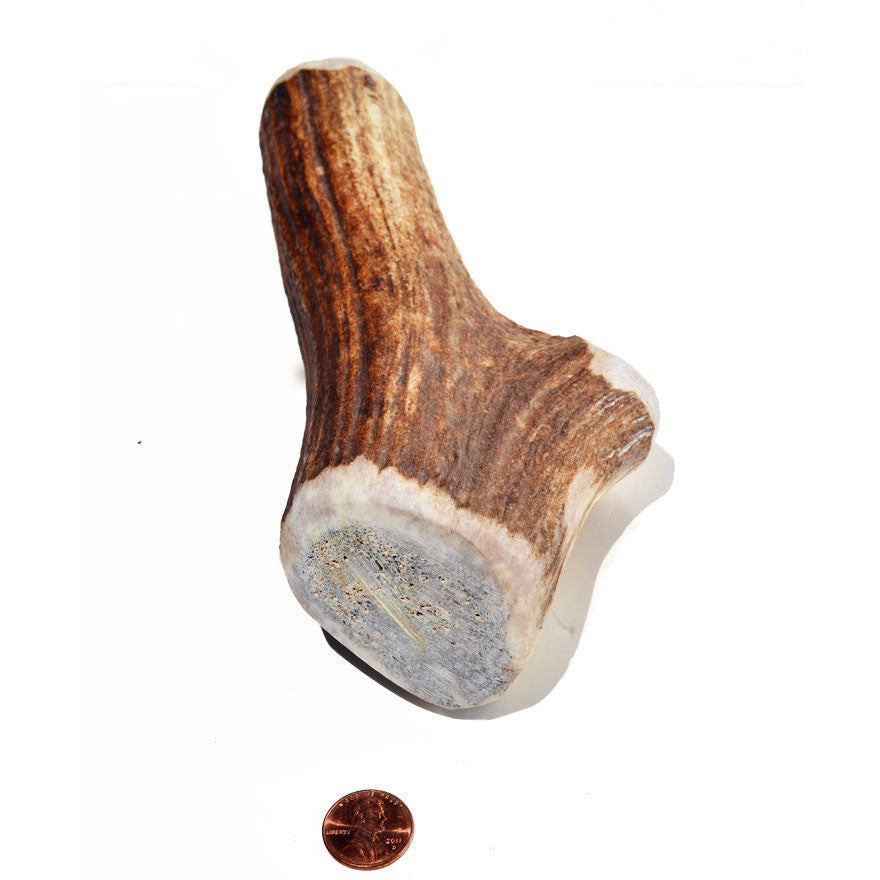 Hard Density Monster+ Knuckle w/o Burr – Choice Wise Antler Pet Products