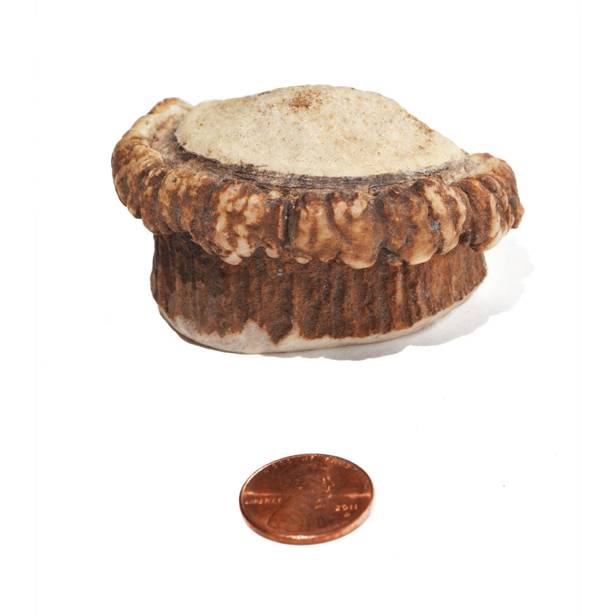 Hard Density Small Burr – Choice Wise Antler Pet Products