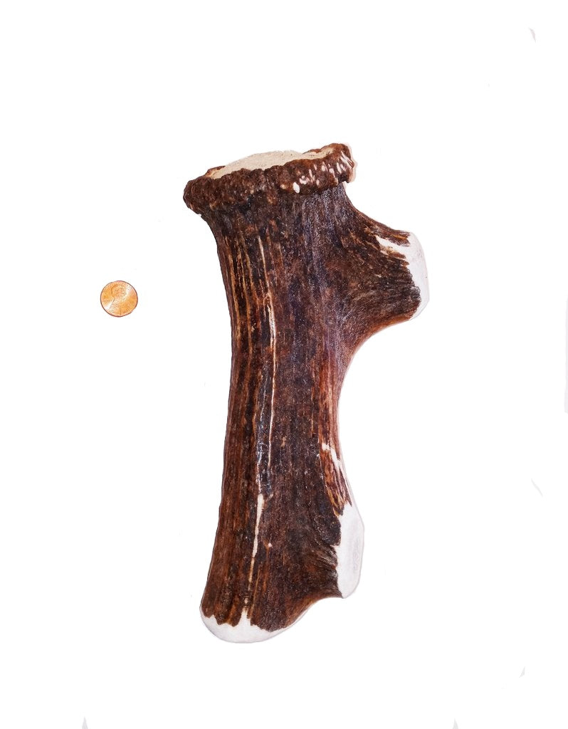 Hard Density Monster+ Knuckle w/ Burr – Choice Wise Antler Pet Products