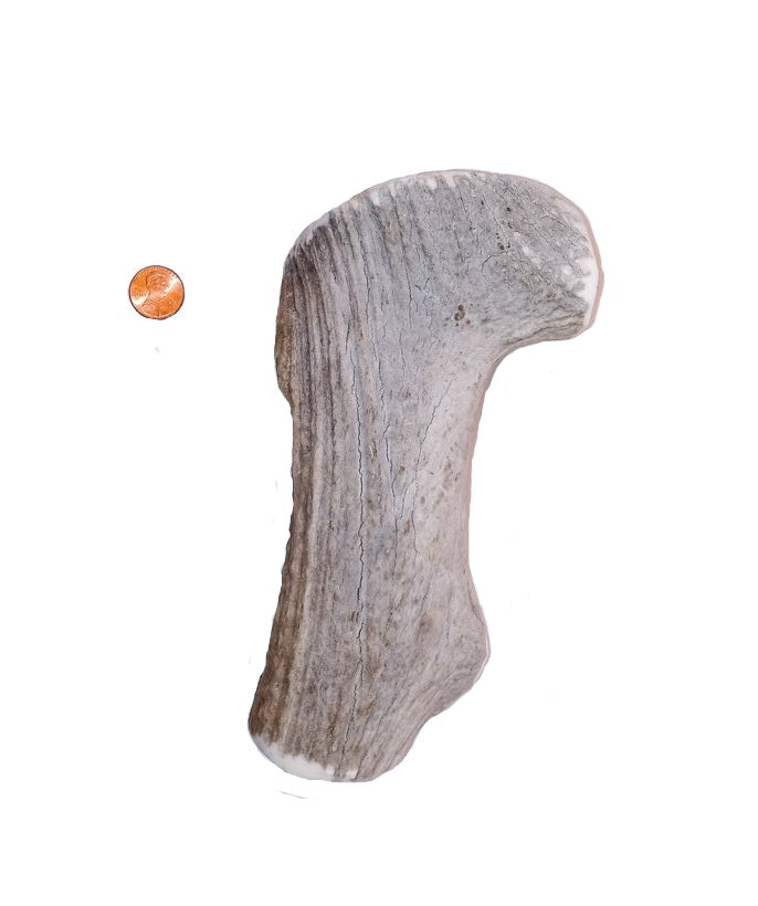 Medium Density Monster Knuckle w/o Burr – Choice Wise Antler Pet Products