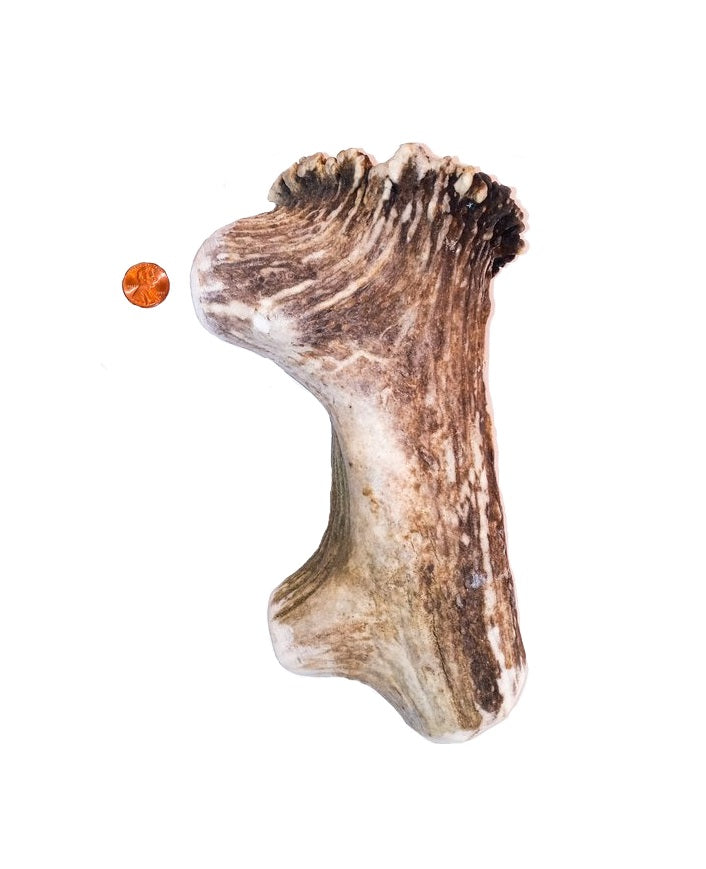 Medium Density Monster+ Knuckle w/ Burr – Choice Wise Antler Pet Products